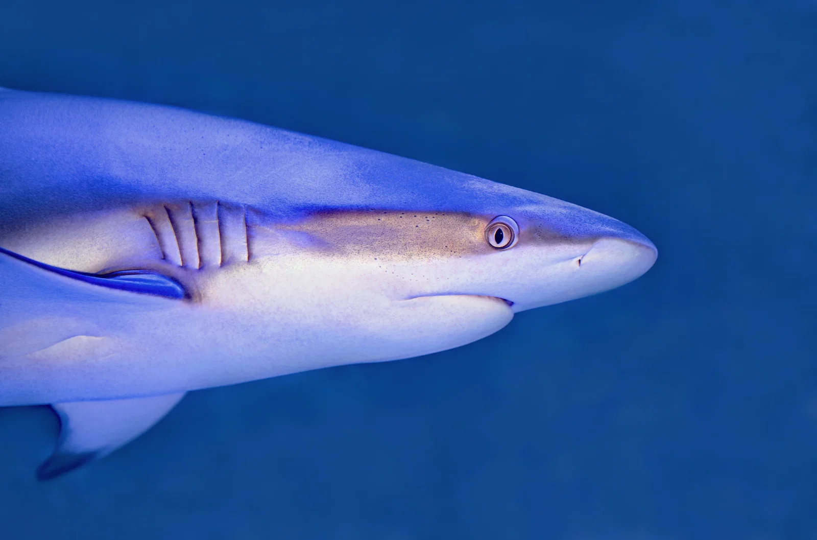 Stab Podcast: If You See A Shark In The Lineup, Should You Say Something?